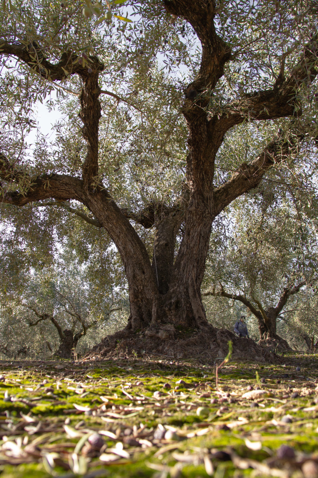 olea spain - olivenöl aus Spanien - HOME - Olea-Spain
